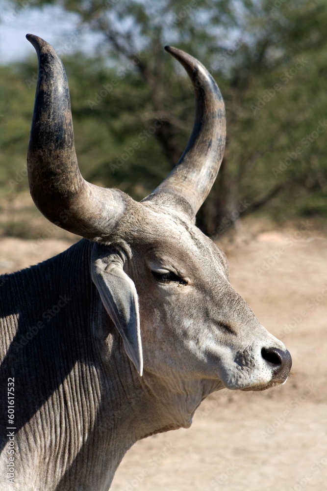 Domestic bull at Little Rann of Kutch a salt marsh in the Thar Desert ...