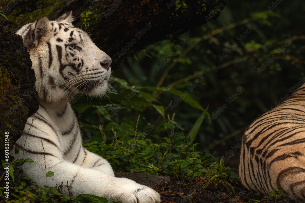 The profile portrait of the white tiger laying behind the rock. White ...