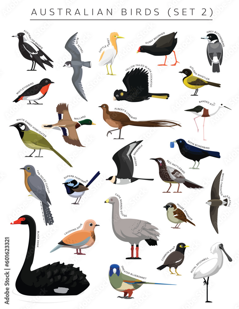 Australian Birds Set Cartoon Vector Character 2 Stock Vector | Adobe Stock
