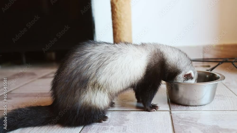 Black and white ferret eats meat from an iron plate. Ferret breakfast ...