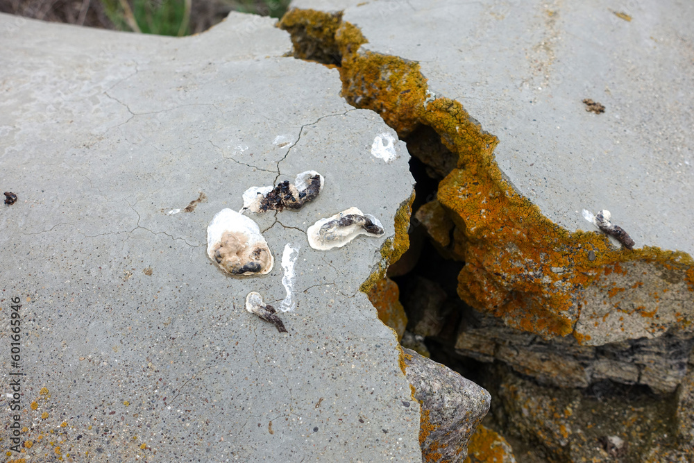 poop of wild animals on the ground in wildlife, wild animal feces ...