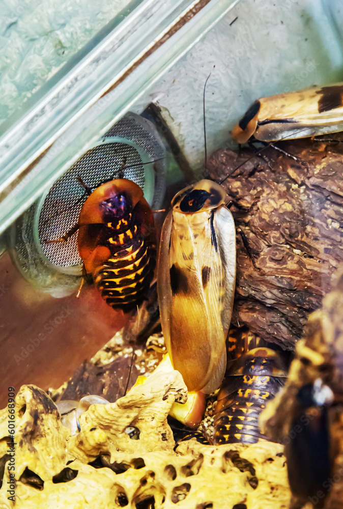 The giant cockroach (Latin Macropanesthia rhinoceros) is gray in color ...