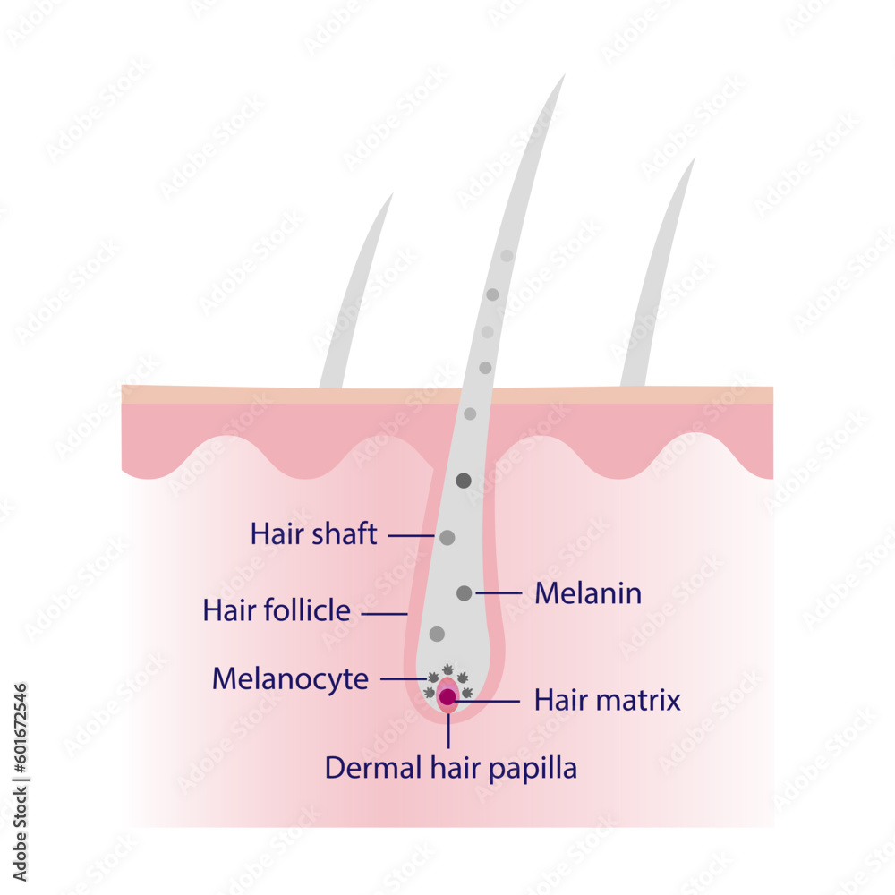 The mechanism of white or gray hair with scalp layer vector isolated on ...