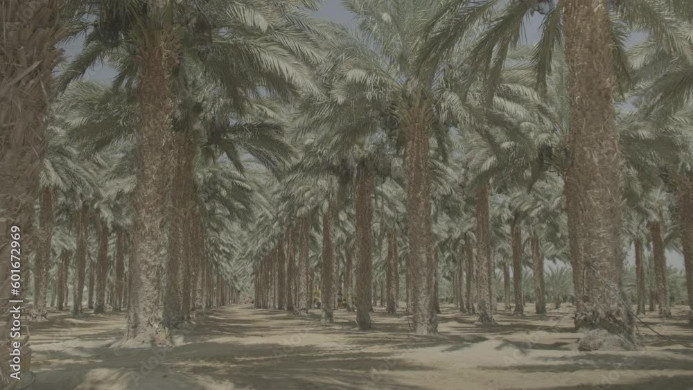 A large grove of tall palm trees in the desert, little time before date ...