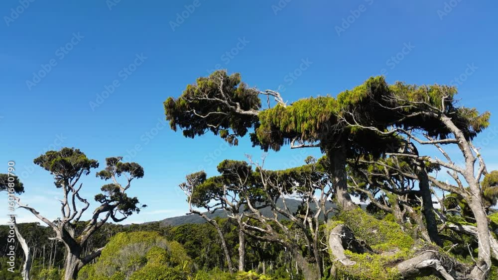Ancient rimu trees in westland national park. on the west coast of New ...