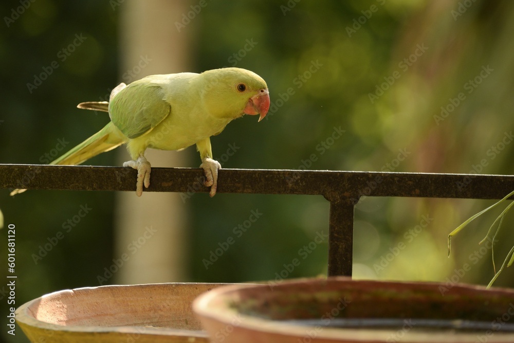 rose ringed parakeet also known as the ring necked parakeet sitting on ...