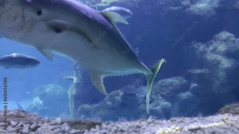 Group of fishes swimming in the Istanbul Aquarium in Turkey. Fish in ...