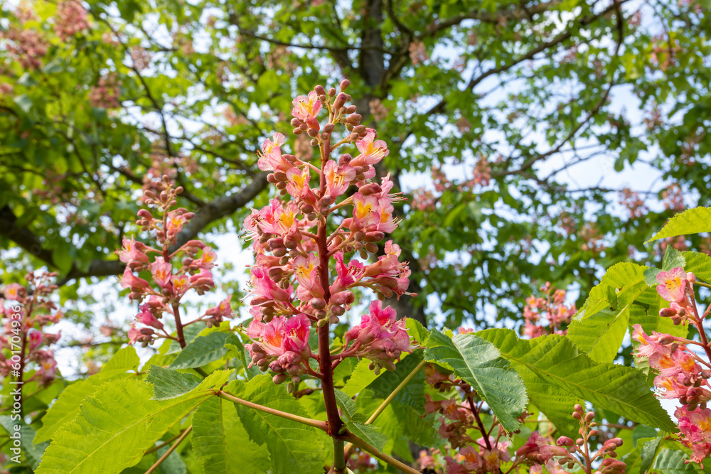 Aesculus pavia, known as red buckeye or firecracker plant (formerly ...