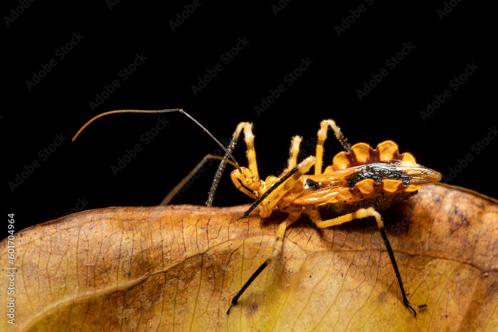 Assassin bugs, The Reduviidae sp. is a large cosmopolitan insect family ...