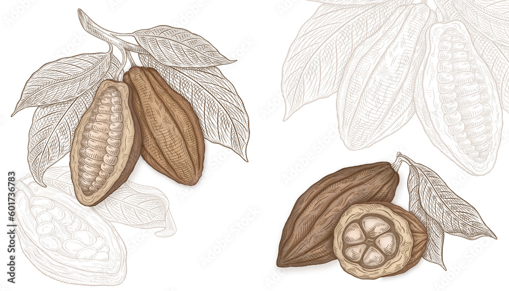 Pencil drawing of Cocoa beans on a white background. Retro engraving of ...