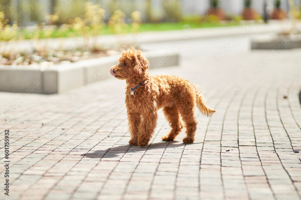 small dog maltipu. a small dog maltipu walks on the alley of a modern ...