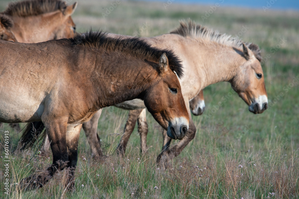 Przewalski's horses (Mongolian wild horses). A rare and endangered ...