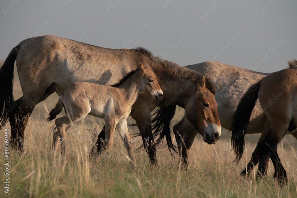 Przewalski's horses (Mongolian wild horses). A rare and endangered ...