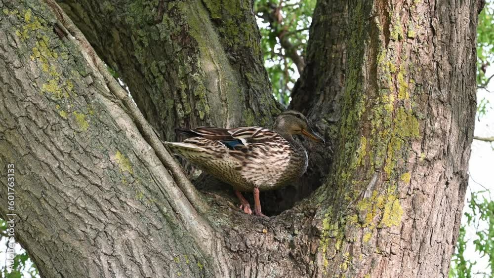 Mallard duck finding a good nesting area in a tree vídeo do Stock ...