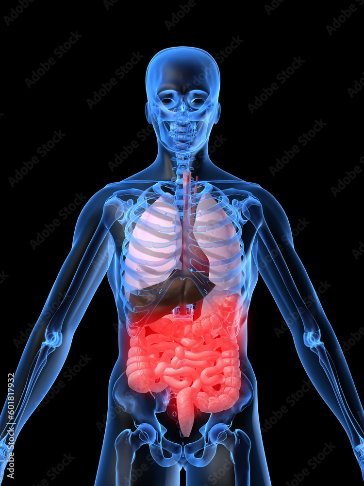 3d rendered anatomy illustration of a human skeleton with organs and ...