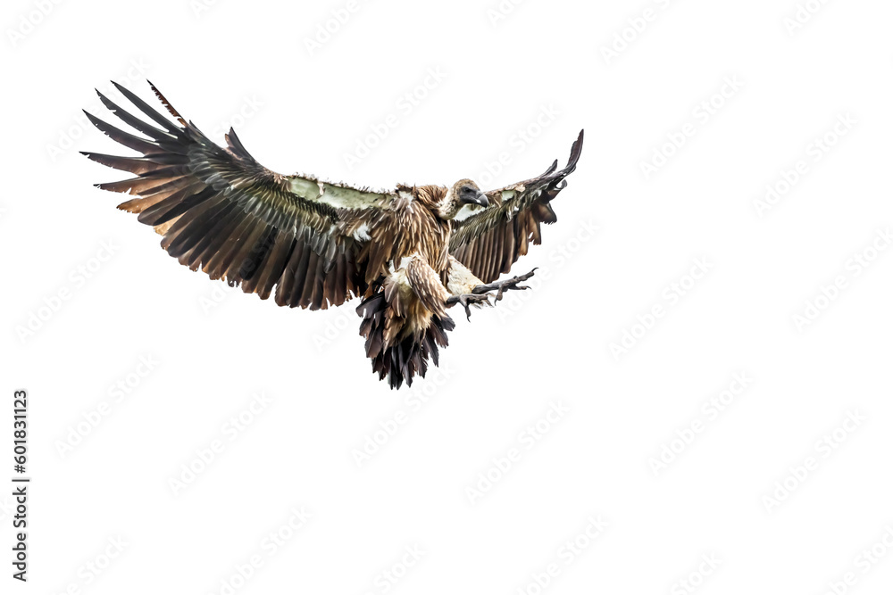 White backed Vulture in flight isolated in white background in Kruger ...