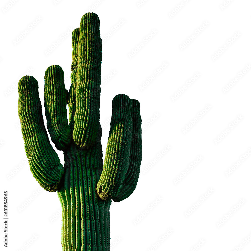Green cactus isolated on white background transparent PNG background ...