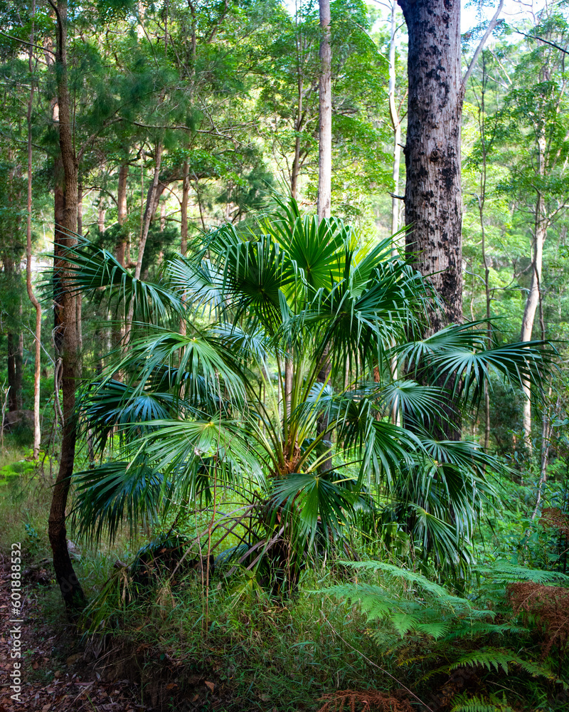 unique plants of australian tropical rainforest alongside a creek in ...