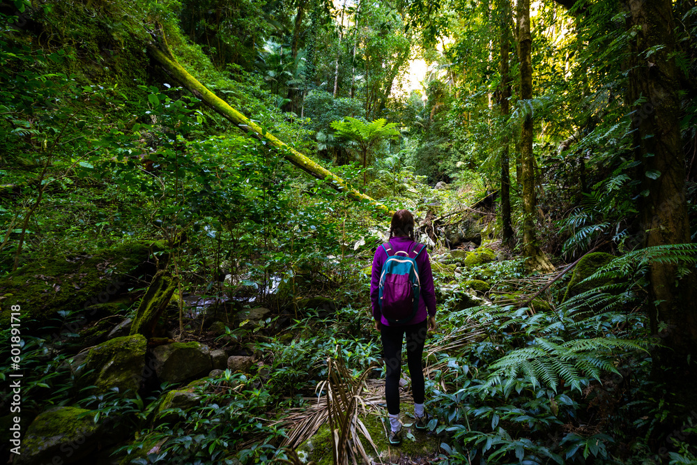 backpacker girl enjoys the scenery of unique gondwana rainforest ...