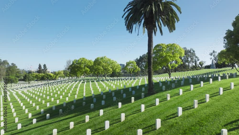 Scenic palm trees at Los Angeles National Cemetery. Drone flying above ...