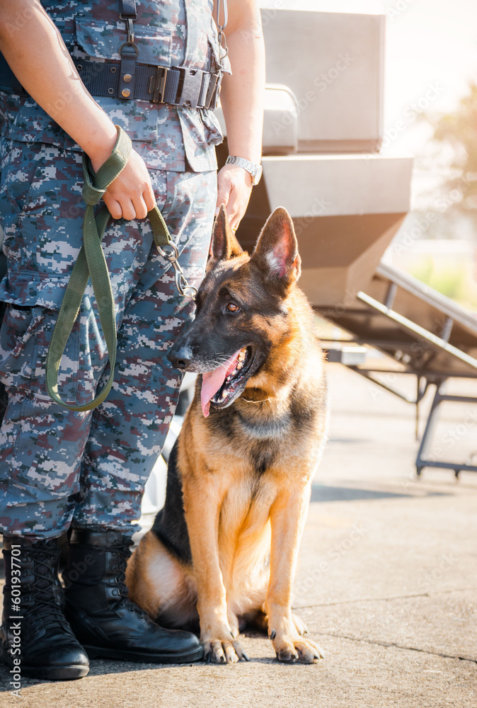 German Shepherd Attack Human