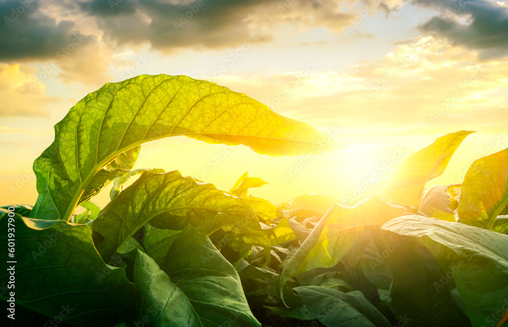 Tobacco leaf tree field concept, tobacco planting garden agriculture ...