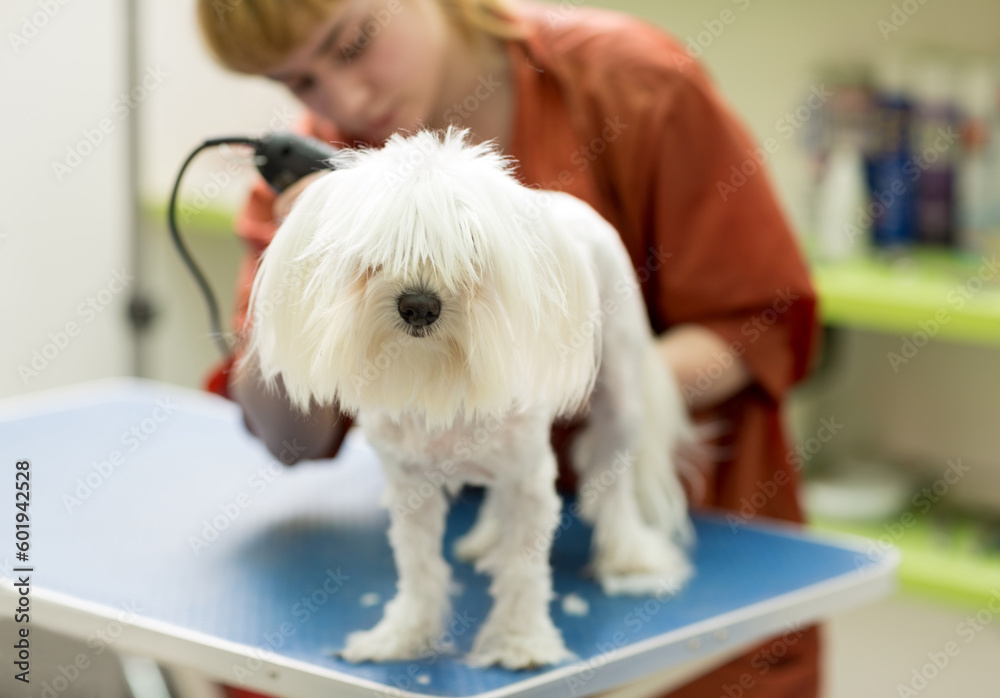 Dog gets hair cut at Pet Spa Grooming Salon. Closeup of Dog. the dog ...