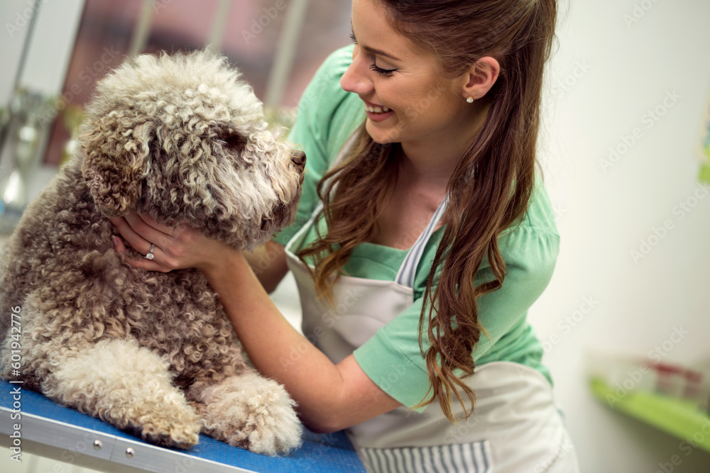 beauty Barbe dog . Dog gets hair cut at Pet Spa Grooming Salon. Closeup ...