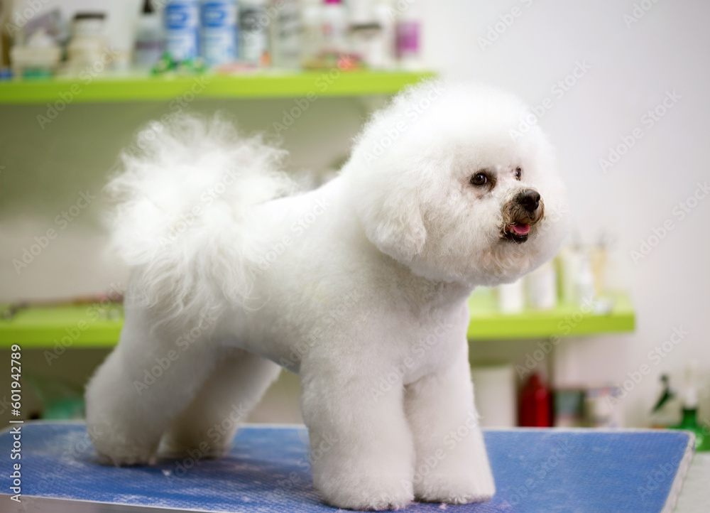 cute dog with haircut.Dog gets hair cut at Pet Spa Grooming Salon ...