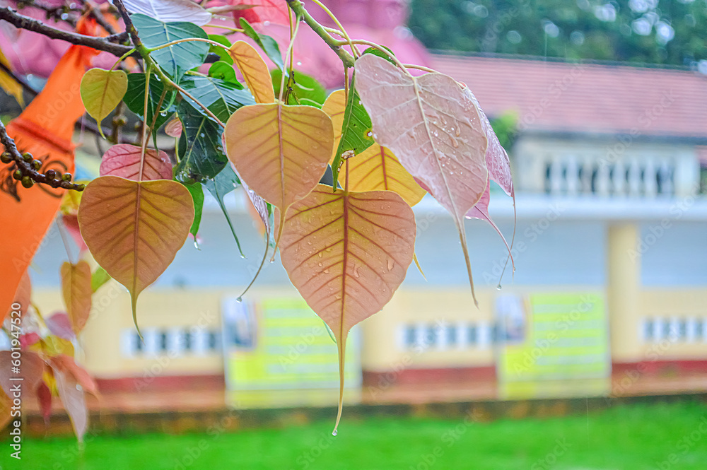 bo tree leaf Buddha leave Stock Photo | Adobe Stock