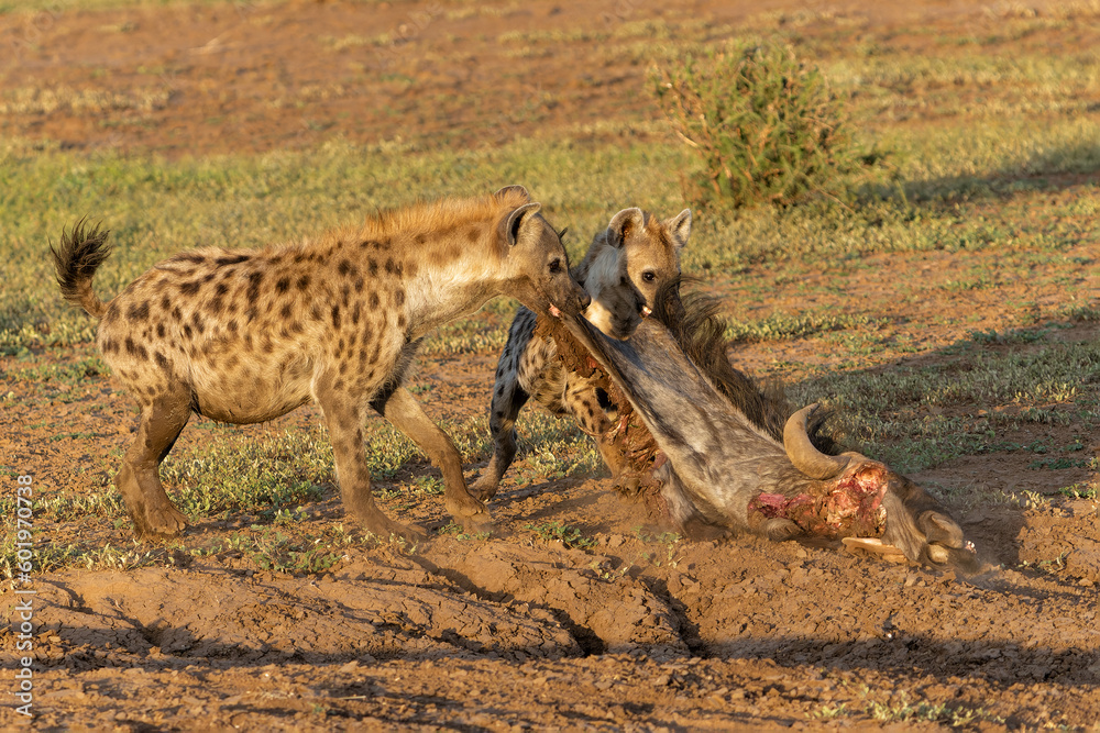 Spotted Hyena (Crocuta crocuta) eating from the carcass of a wildebeest ...