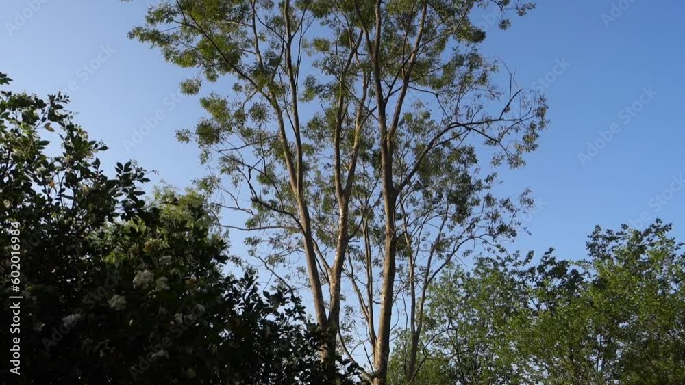 A full grown Kashi tree in an Indian forest region. A variety of ...