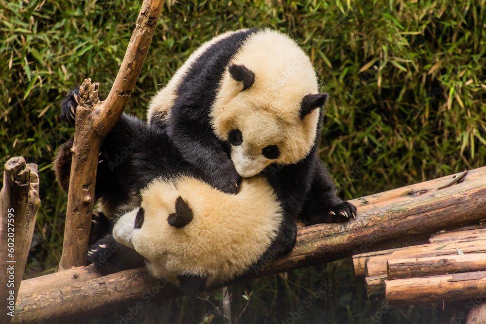 Two Giant Pandas (Ailuropoda melanoleuca) playing together at the Giant ...