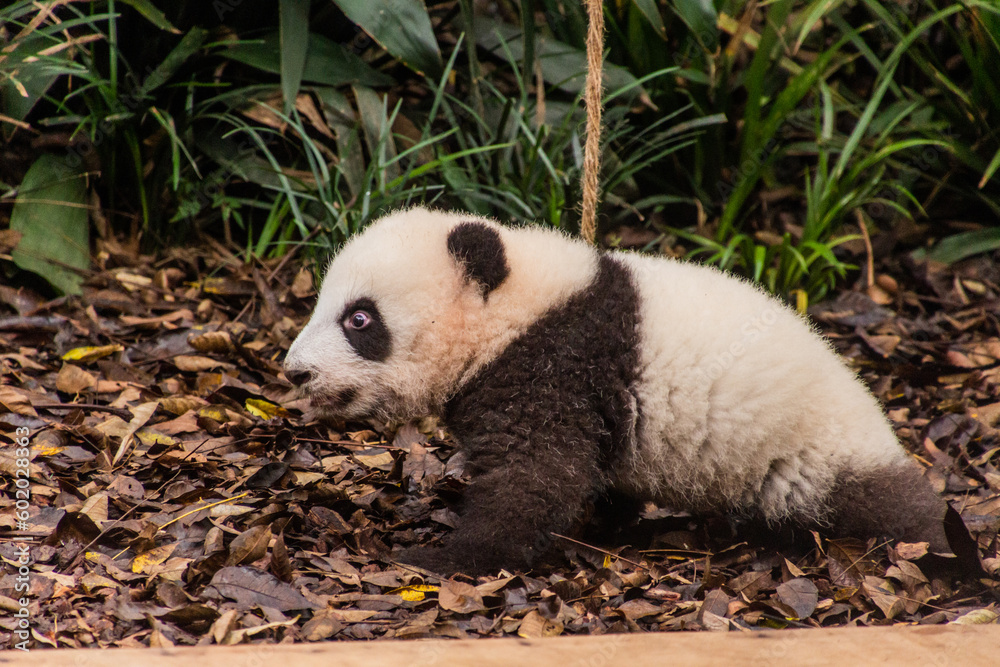 Baby Giant Panda (Ailuropoda melanoleuca) at the Giant Panda Breeding Research Base in Chengdu ...