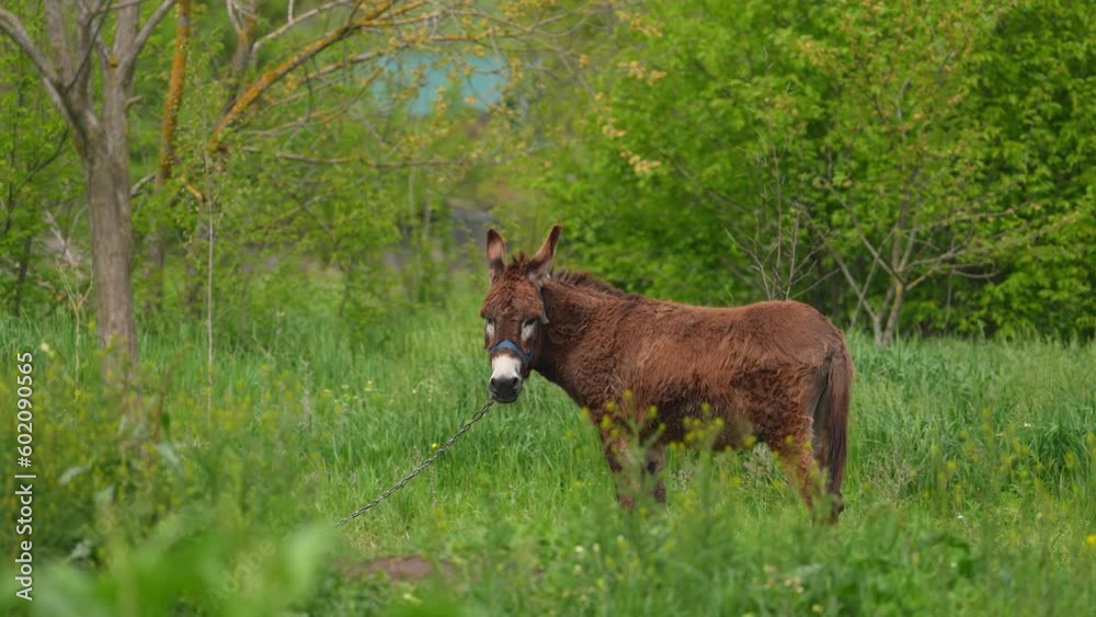 Domestic donkey look into the camera, close-up. Friendly donkeys walk ...
