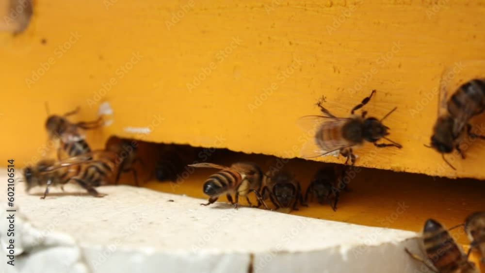 Swarm of honey bees (Apis mellifera) carrying pollen and flying to the ...