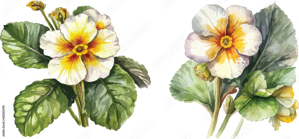 Primrose flower clipart, isolated vector illustration. Stock Vector ...