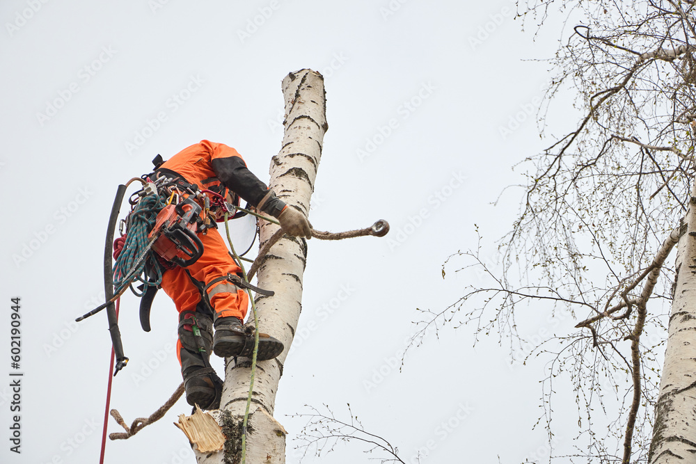 Tree surgeon. Working with a chainsaw. Sawing wood with a chainsaw ...