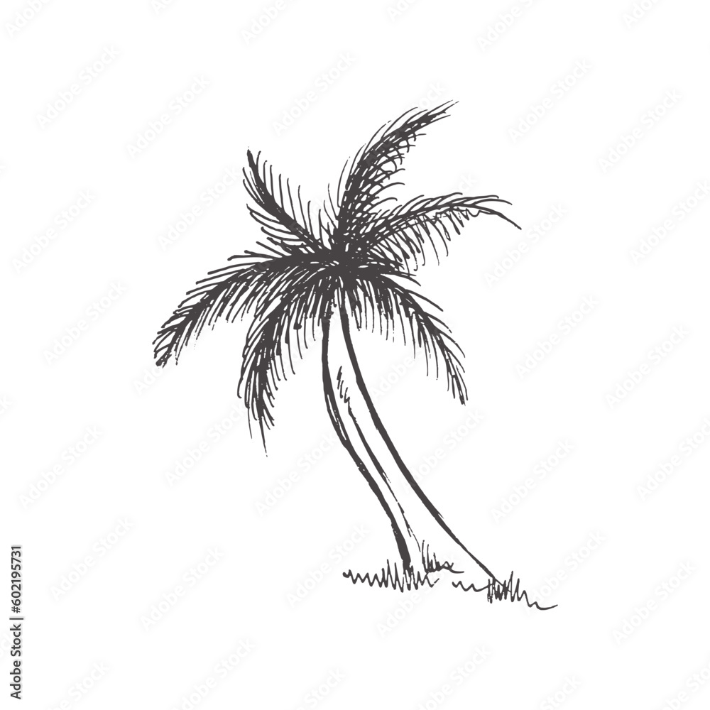 Hand drawn sketch of palm tree. Vintage vector illustration isolated on ...