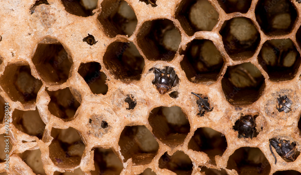 Stockfoto med beskrivningen Natural beehive with bees and lava showing ... Stockfoto med beskrivningen Natural beehive with bees and lava showing ...