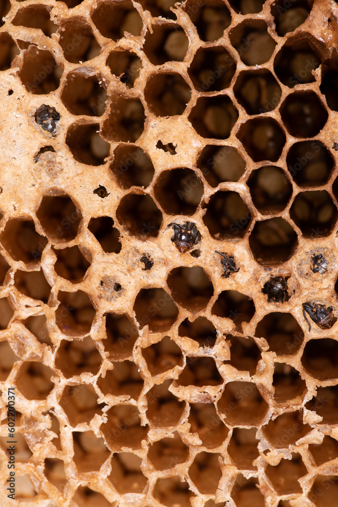 Natural beehive with bees and lava showing structure and design using ...