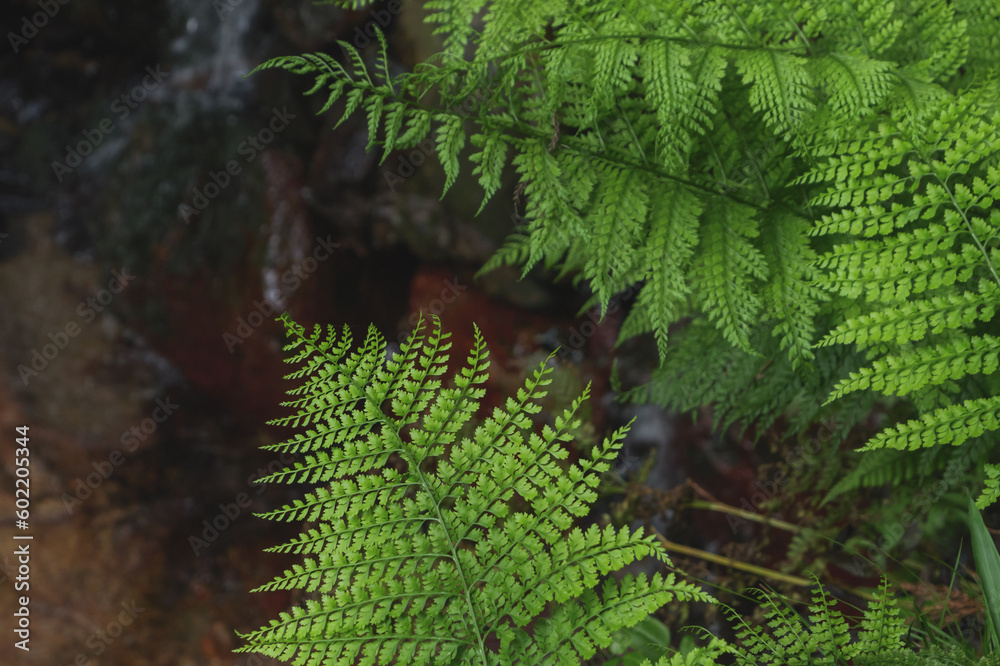 Ferns growing wild in forests, along the banks of clean, unpolluted ...