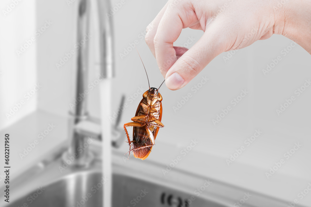 Hand holding cockroach with Kitchen Sink background, eliminate ...
