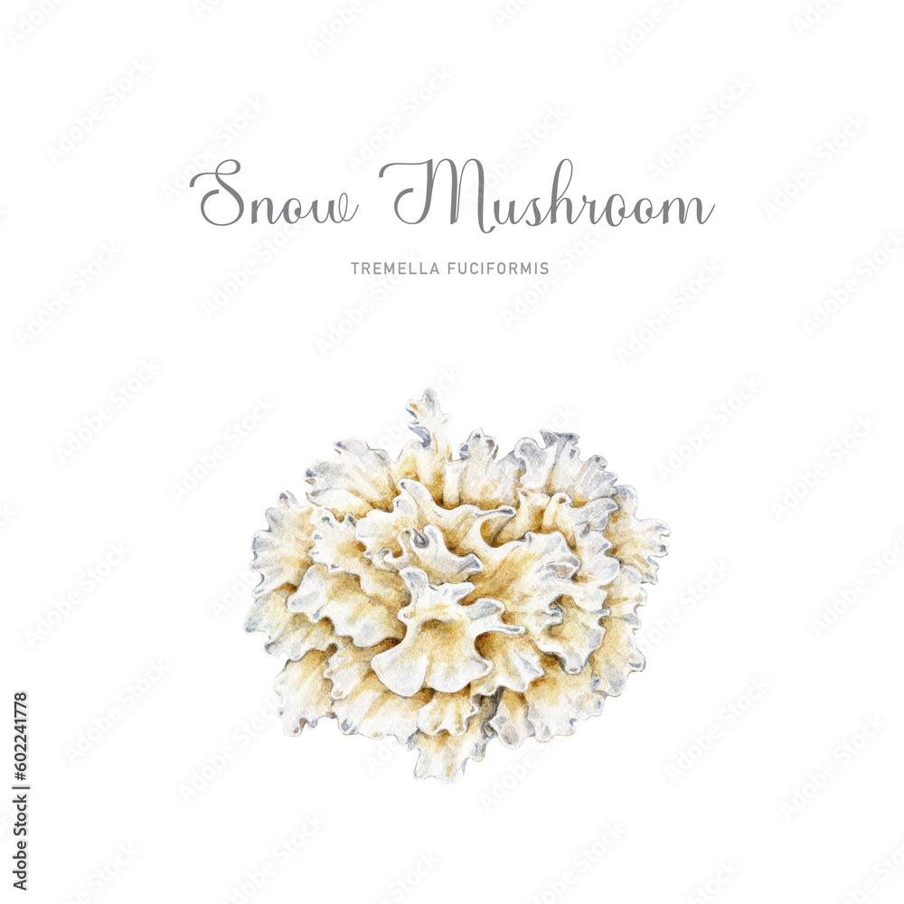 Snow mushroom watercolor illustration. Hand drawn Tremella fuciformis ...