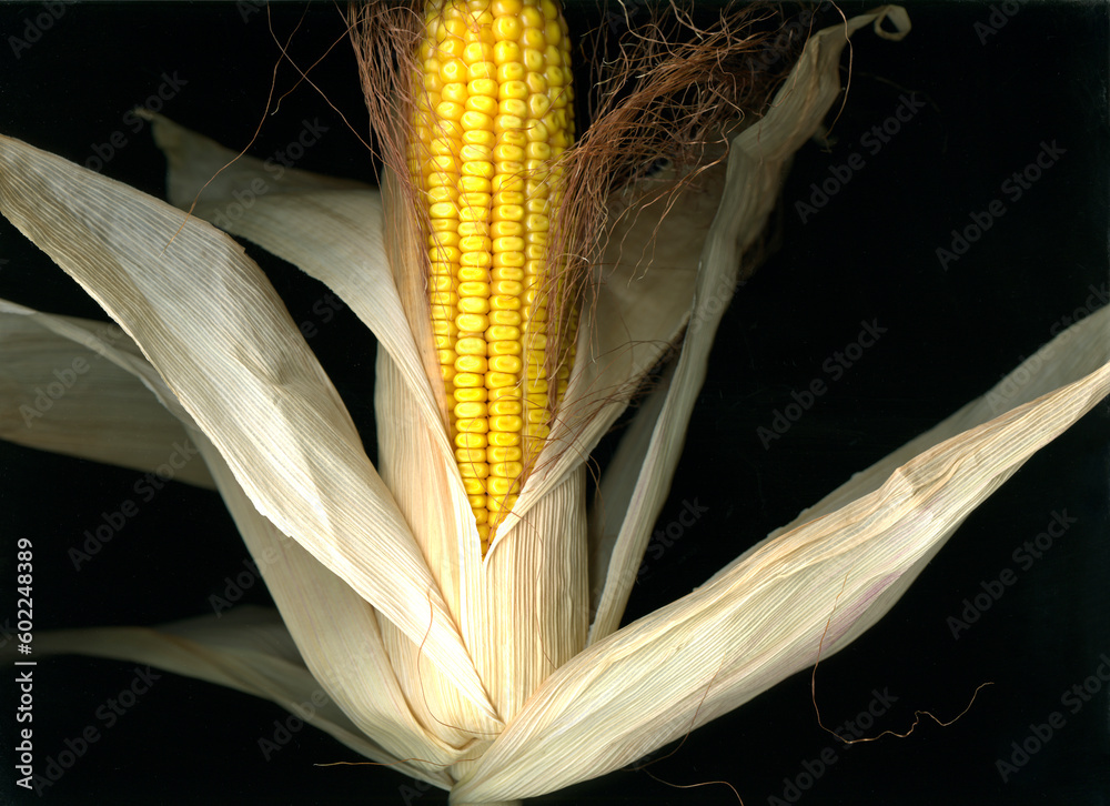 Foto de Vista de una mazorca de maíz con fondo negro. do Stock | Adobe ...