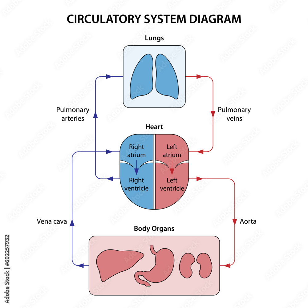 Circulatory system diagram labeled Stock Vector | Adobe Stock