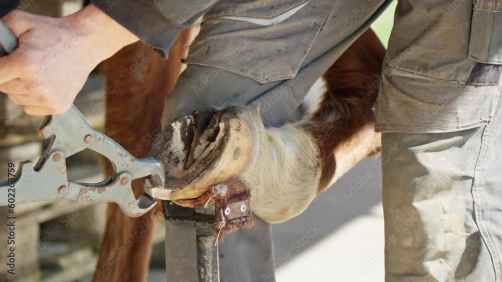 Farrier shapes horse's hooves using nippers. Horse care. Horse hoof ...
