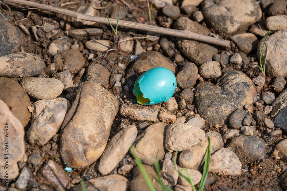 Cracked open egg shell on a rock background in nature, crash concept ...