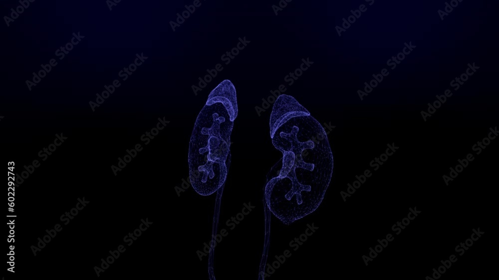 Human Urinary System Kidneys Anatomy Animation Concept. Futuristic ...