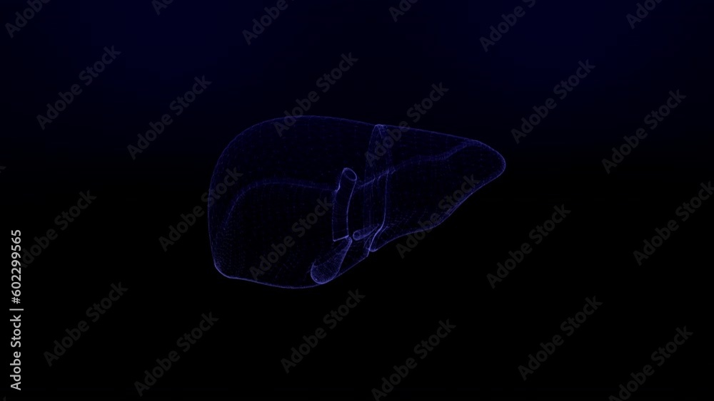 Anatomy Model Of A Human. Showing Liver Inside The Human Body ...